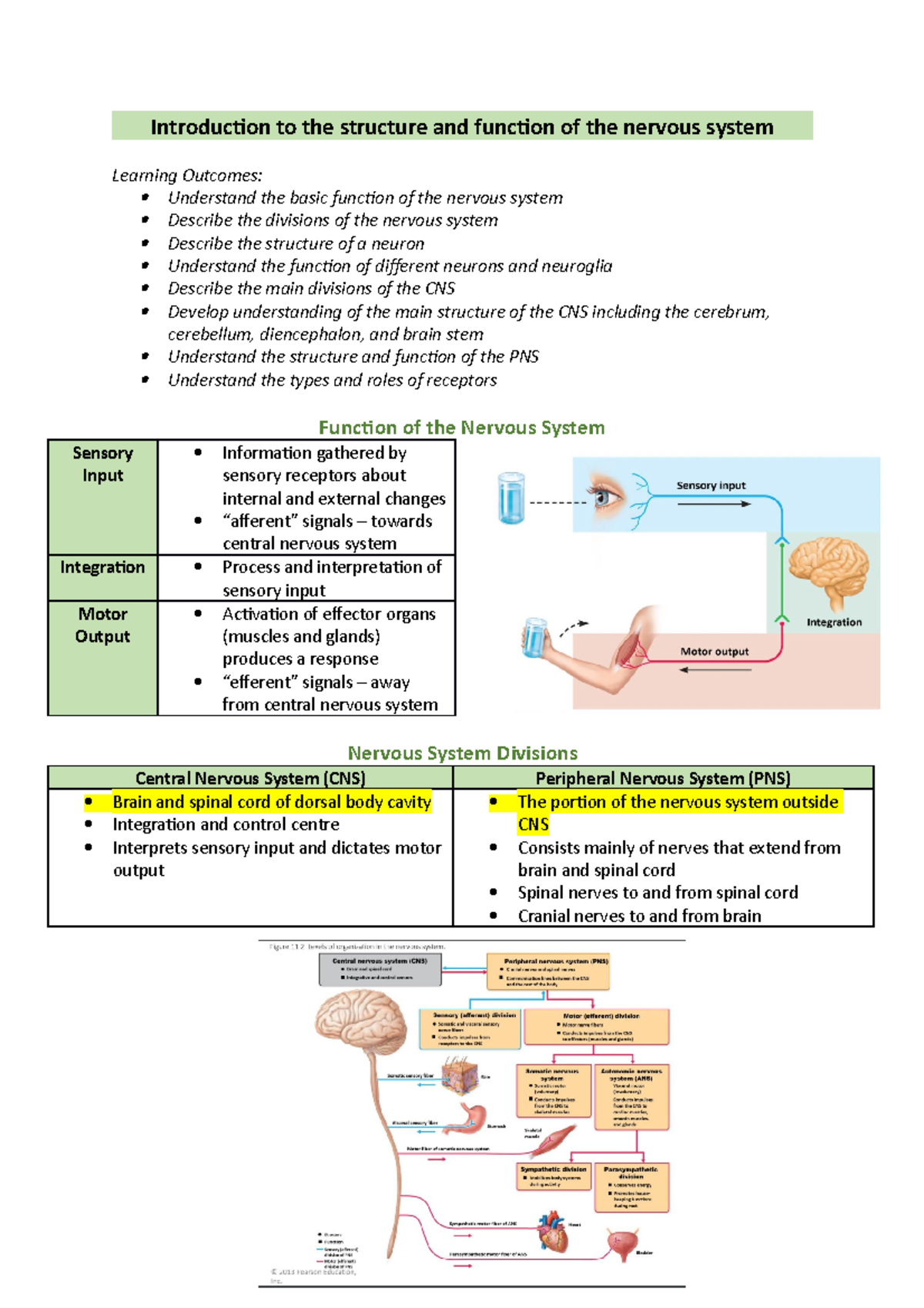Nervous System[ 52] - human body 2 - Introduction to the structure and ...