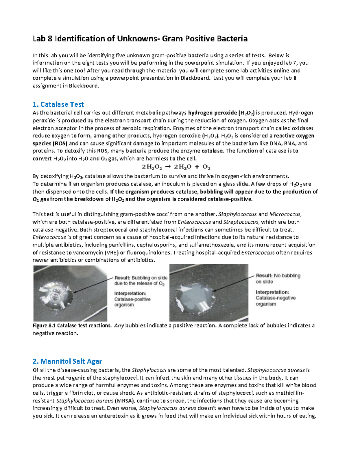 Lab 8 Unknowns Gram Positive - Lab 8 Identification of Unknowns- Gram ...