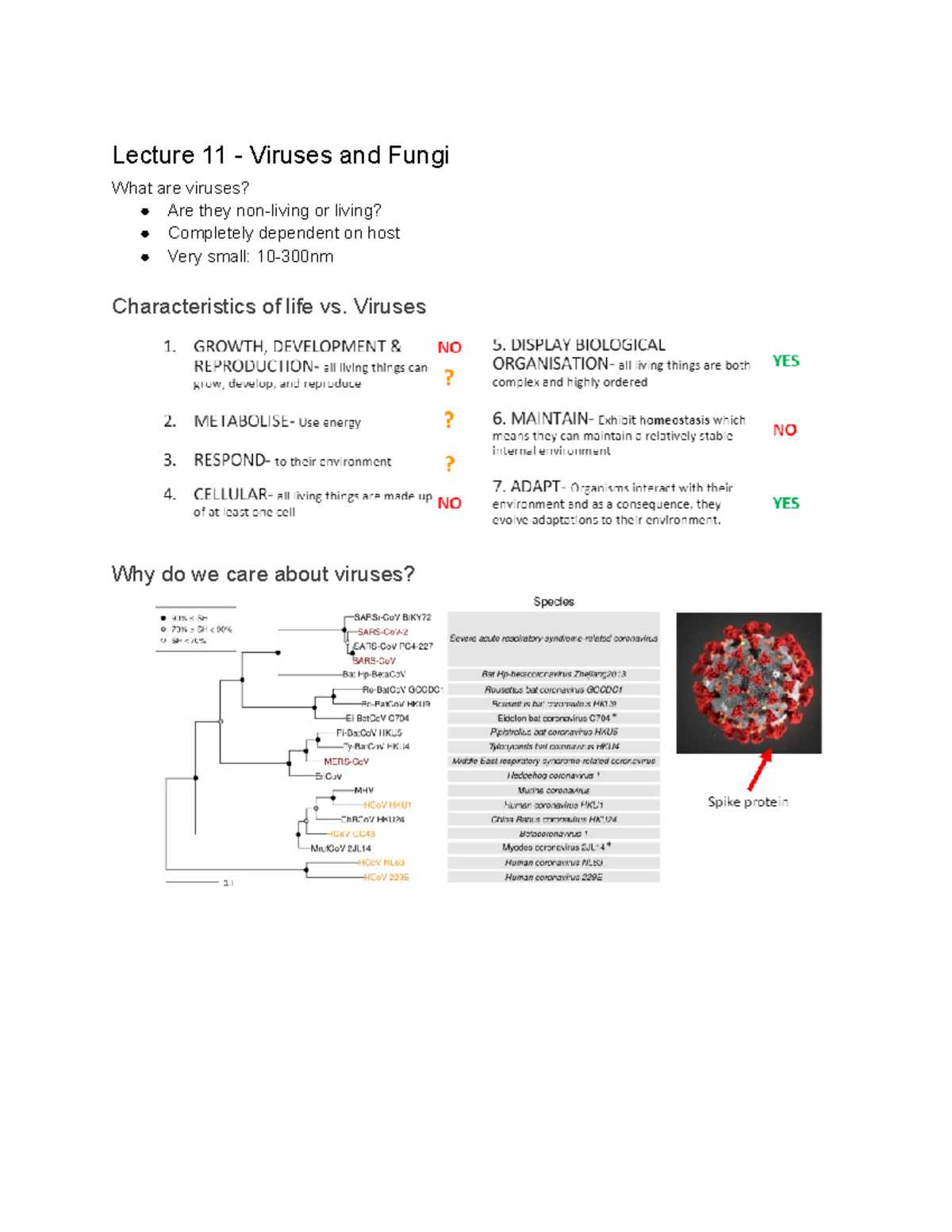 Lecture 11 - Viruses and Fungi - Lecture 11 - Viruses and Fungi What ...