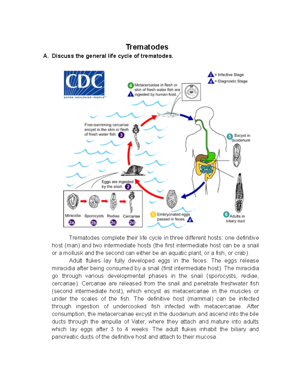 Trematodes - Trematodes complete their life cycle in three different ...