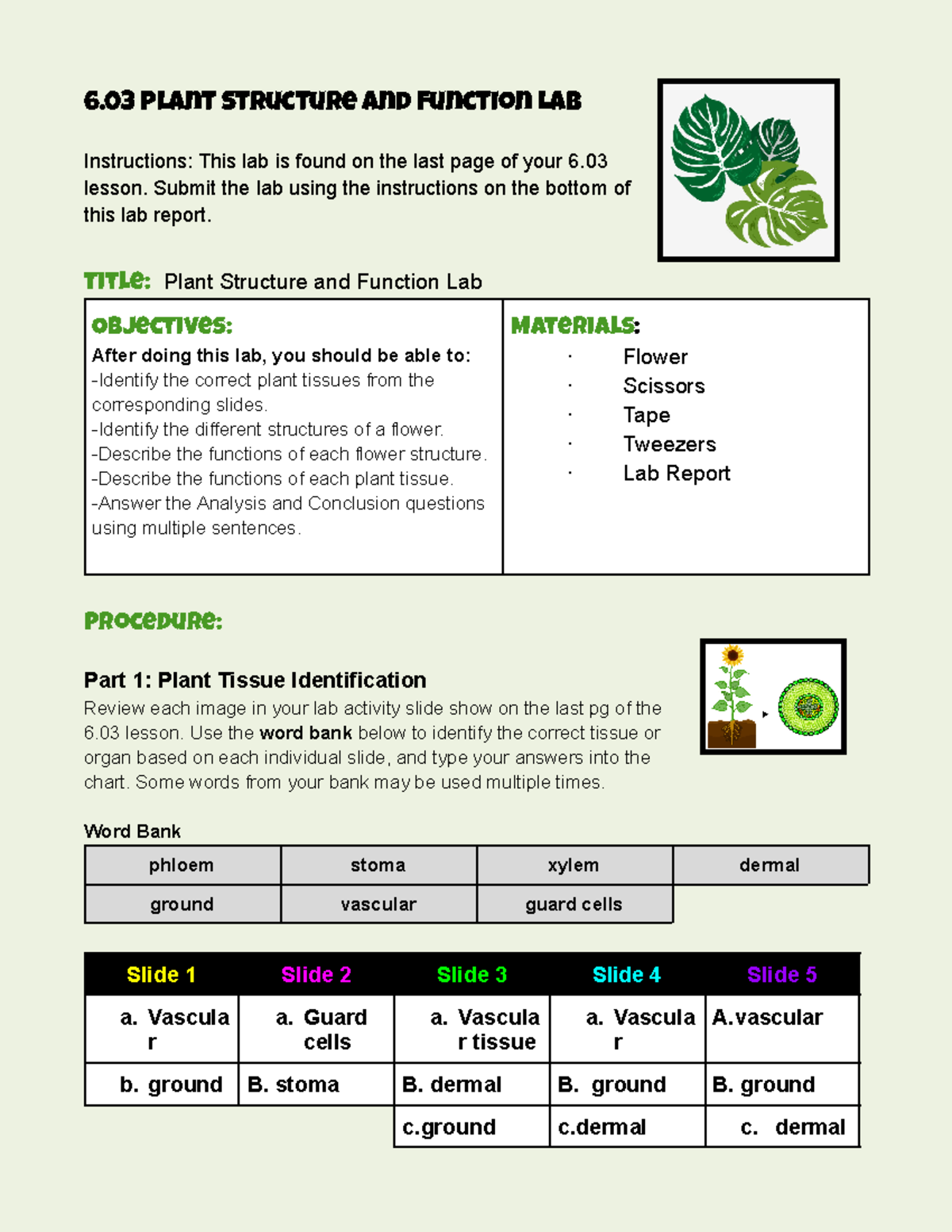 Copy of 6 03 lab report template-v23 - 6 Plant Structure and Function ...
