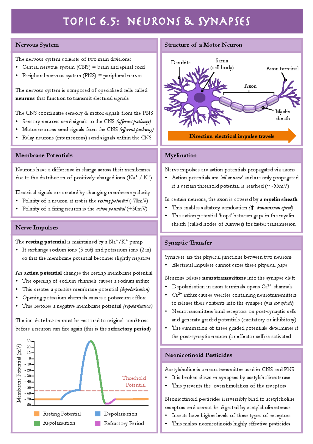 6.5 Neurons & Synapses - Structure of a Motor Neuron Topic 6: nEuROnS ...