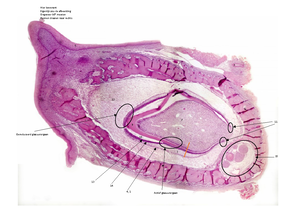 Zenuwweefsel - 1THK 20201 - Zenuwweefsel 1ste Bach Tandheelkunde Prof ...