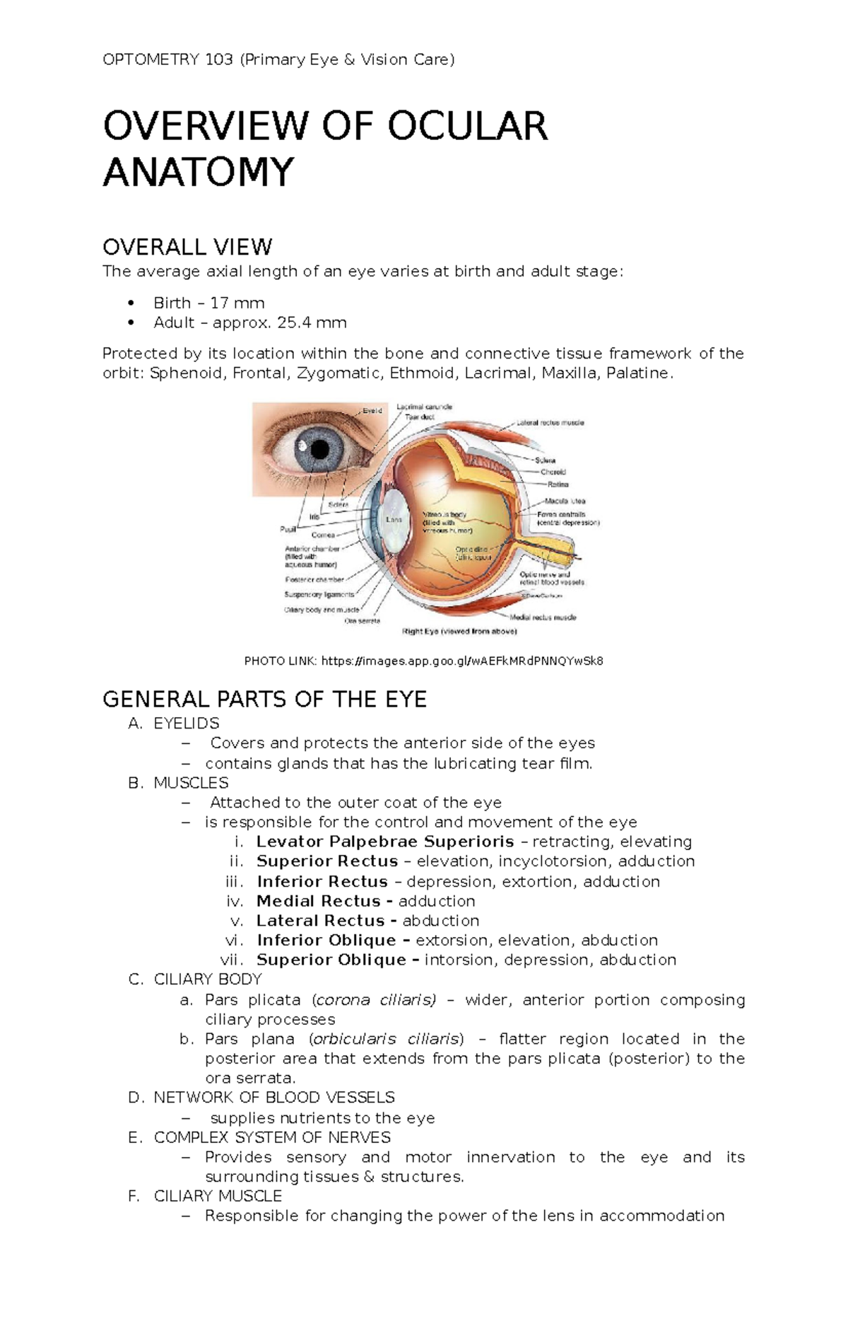 Overview of Ocular Anatomy - OVERVIEW OF OCULAR ANATOMY OVERALL VIEW ...