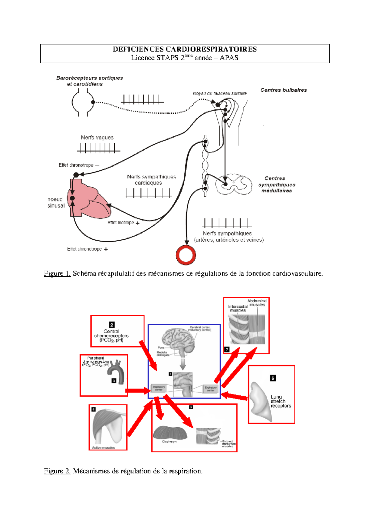 Polycop L2APA - cours de L2 - anatomie - DEFICIENCES ...