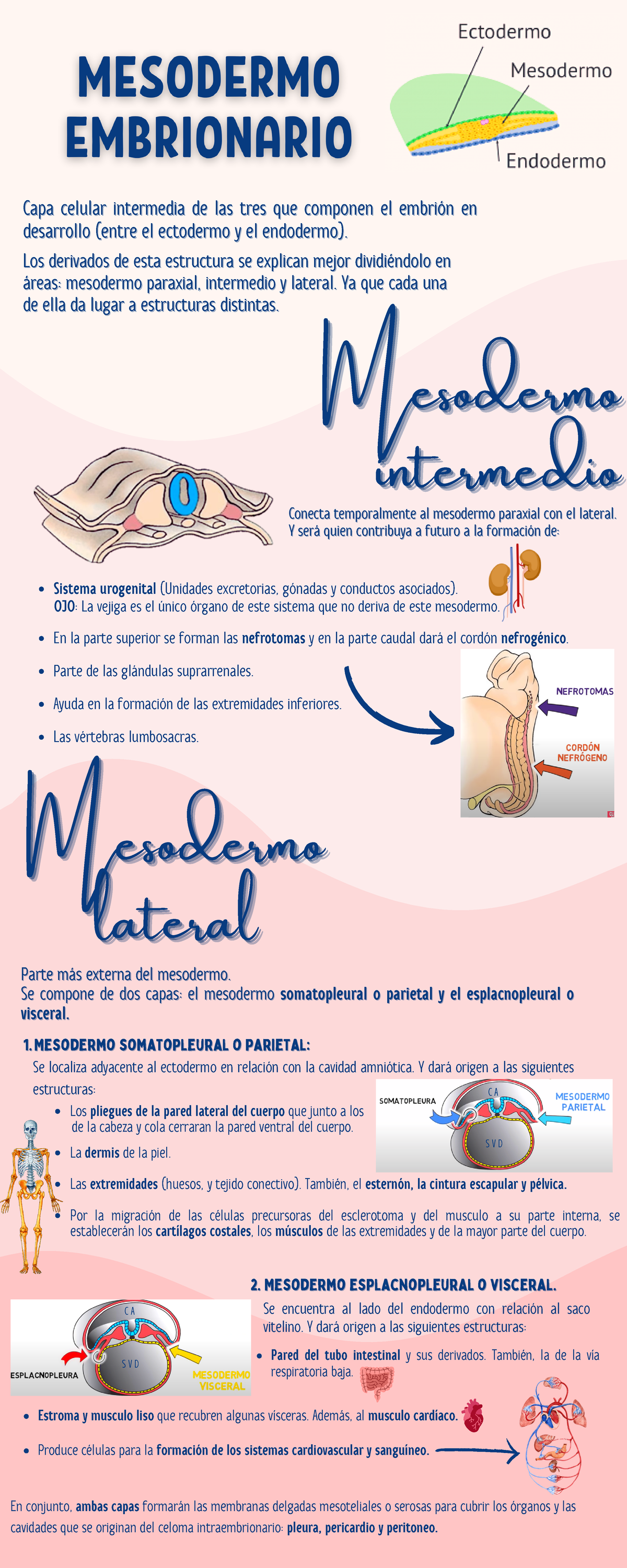 Mesodermo intermedio y lateral - Sistema urogenital (Unidades excretorias, gónadas y conductos ...