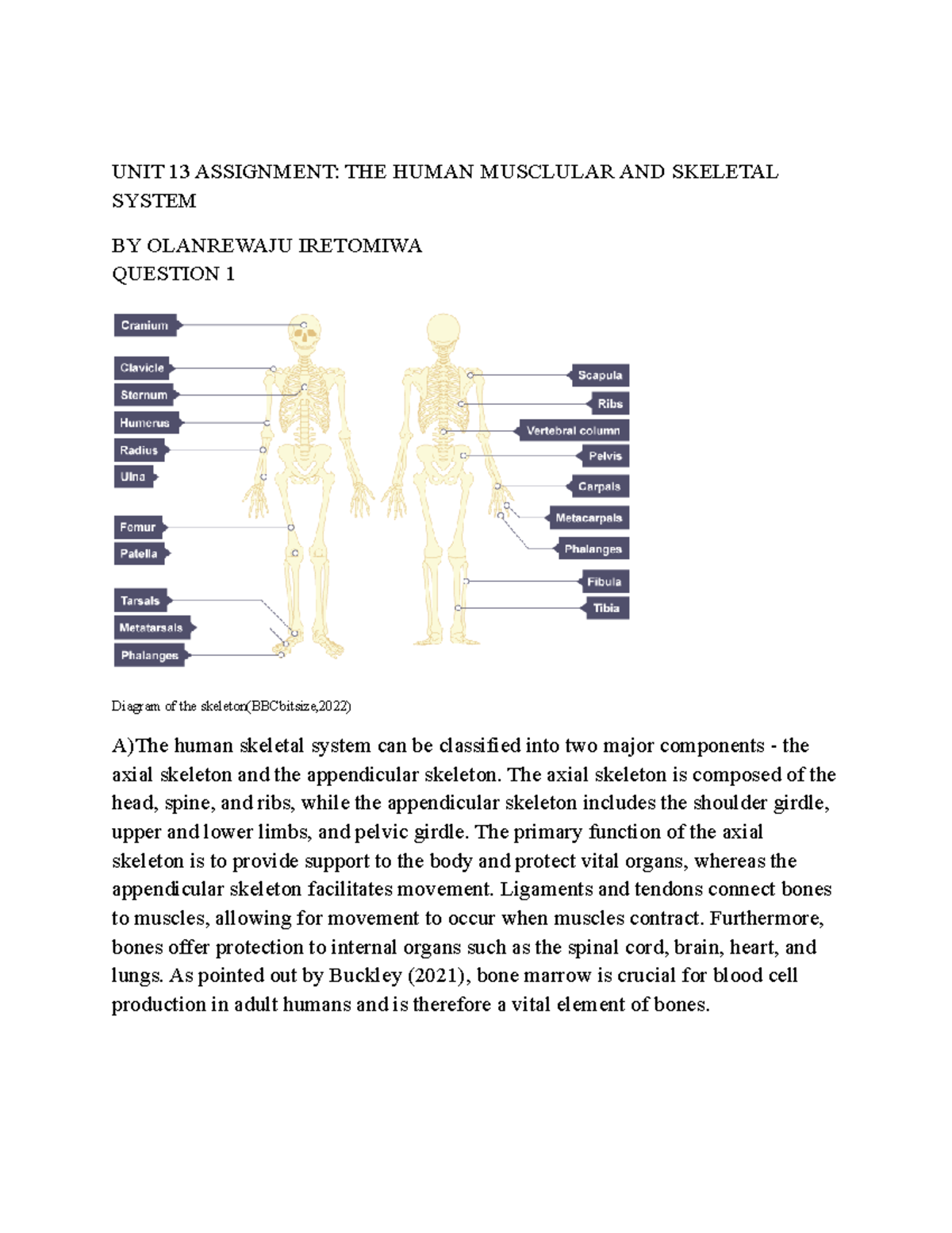 UNIT 13 Human M AND S System - UNIT 13 ASSIGNMENT: THE HUMAN MUSCLULAR ...