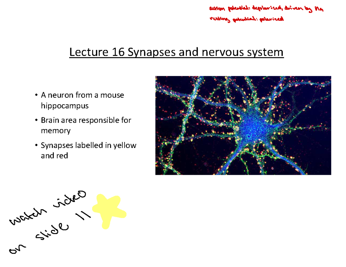 Lecture 16 Synapses And Nervous System Lecture 16 Synapses And Nervous System A Neuron From A
