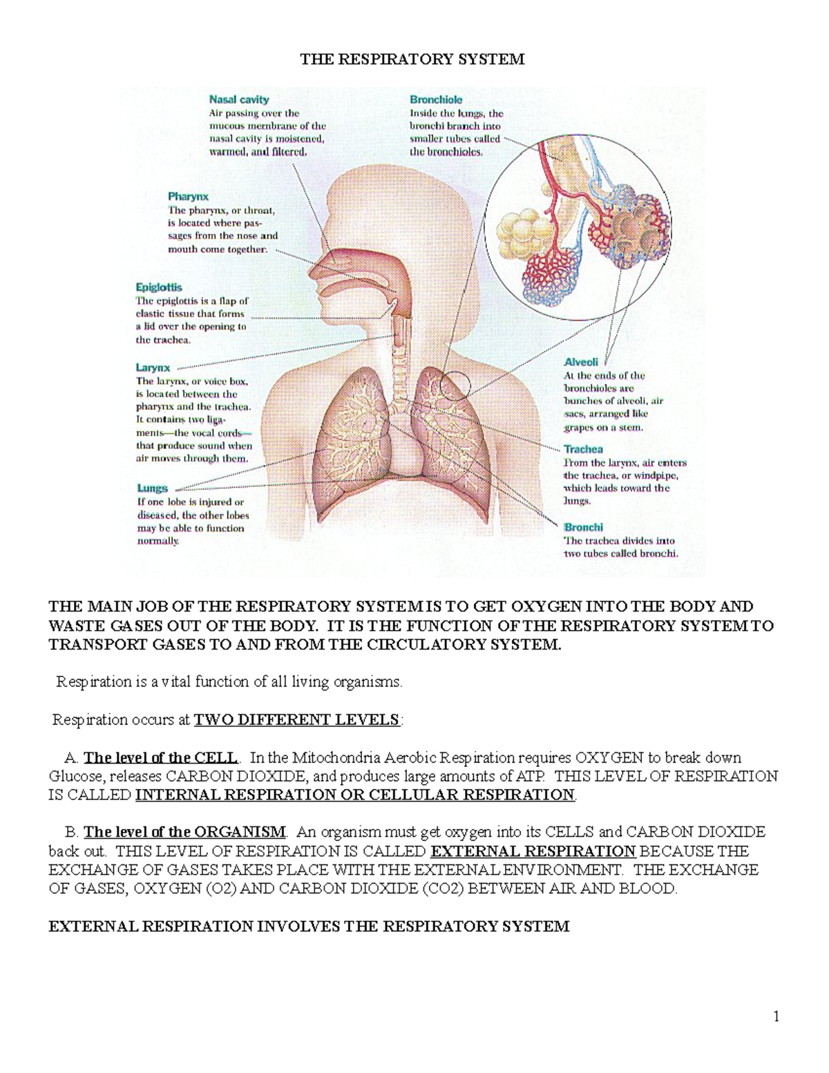 Respiratory System Human Anatomy 220 With Henry At