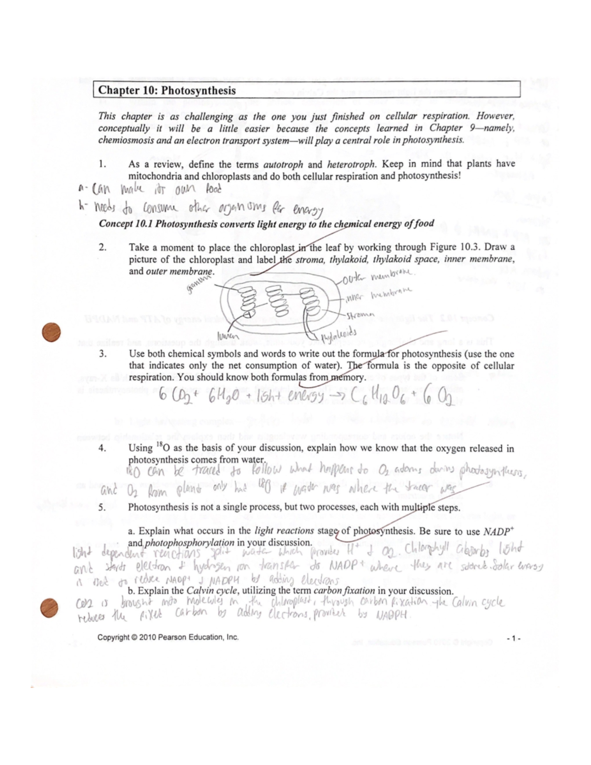 Chapter 10: Photosynthesis - Bio 1404 - Studocu