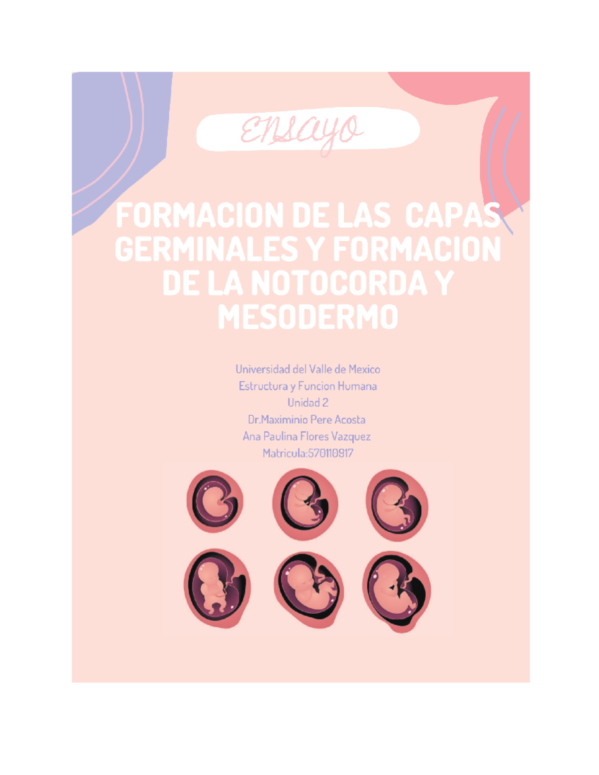 3.4 y 3.5 Capas germinales - Las capas germinales dan lugar a todos los ...