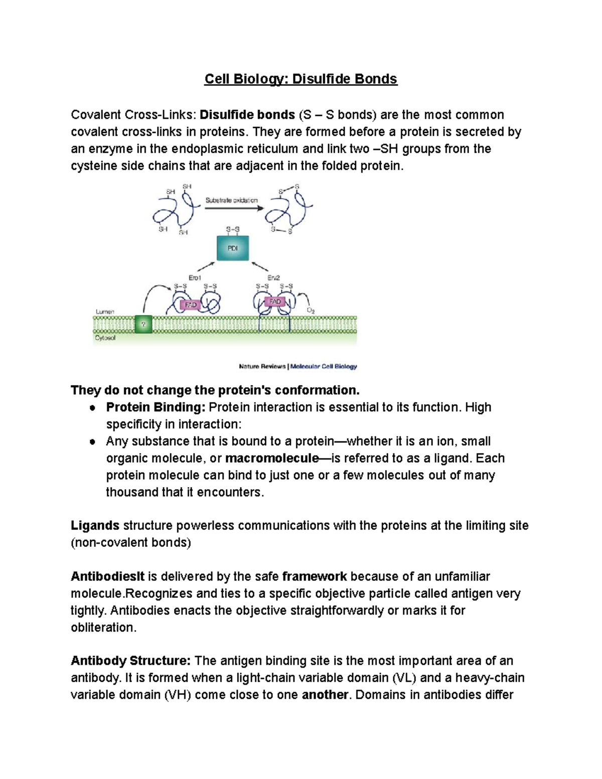 Cell Biology Disulfide Bonds - Cell Biology: Disulfide Bonds Covalent ...