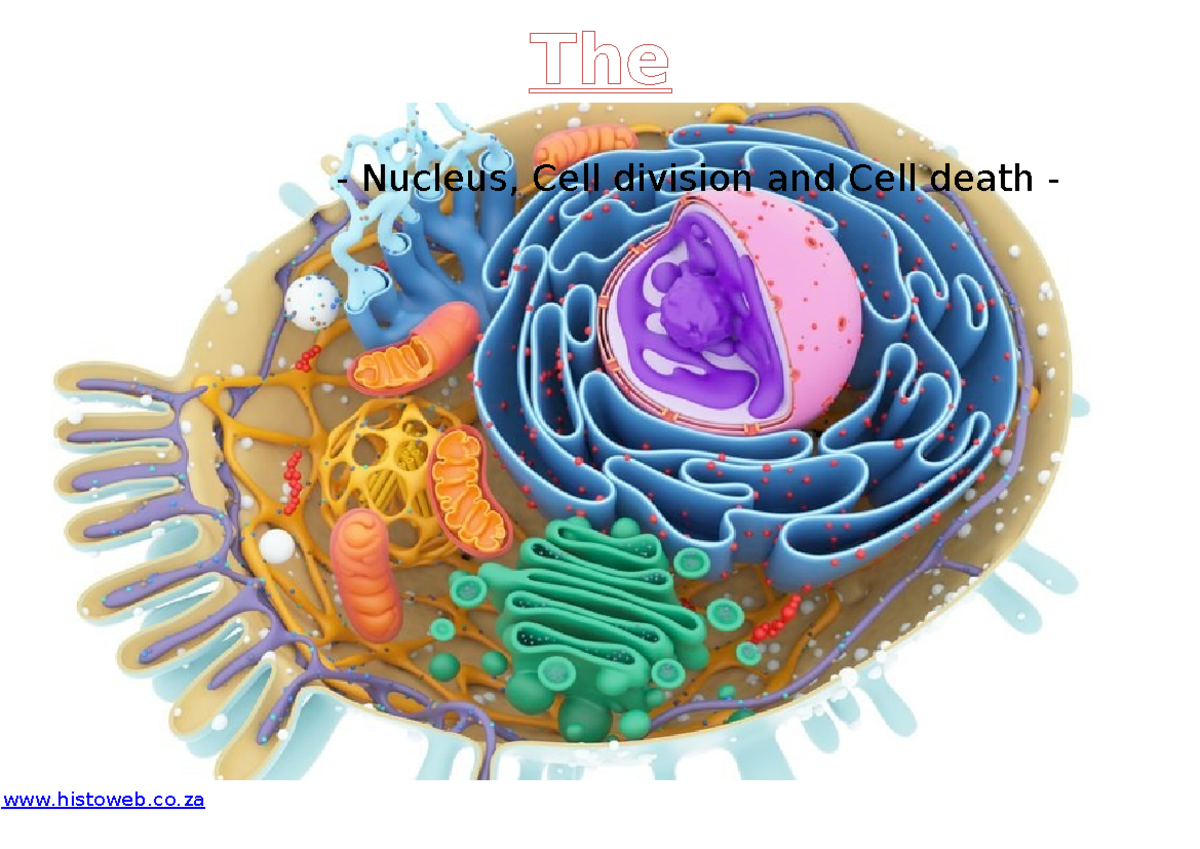 Cell division - Cell divison ana 151 - Nucleus, Cell division and Cell ...