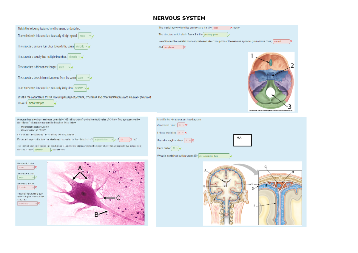 QUIZ, Prelab - ANHB1102 - NERVOUS SYSTEM G,A, - Studocu