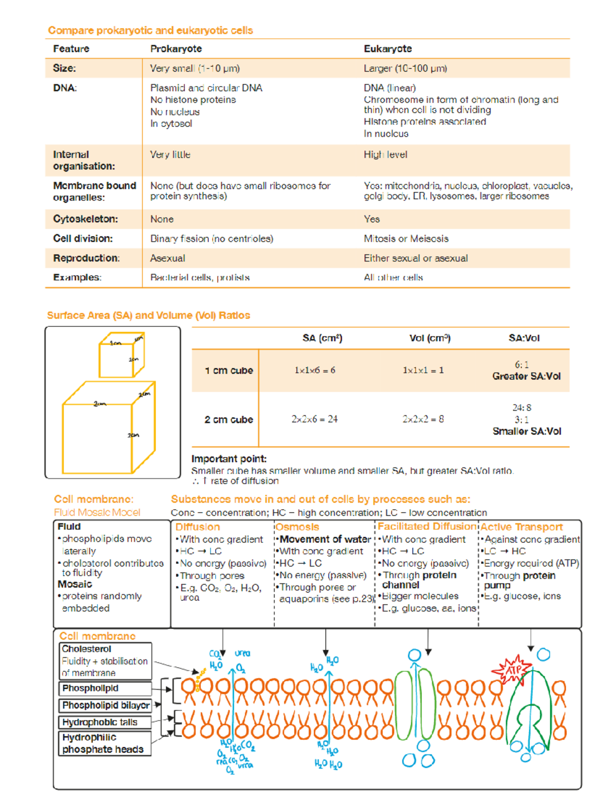 Review Outline - Essentials Study Guide - Compare prokaryotic and ...