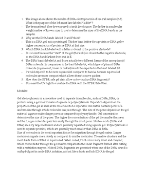 Lab 6 pre lab quiz - Lab 6 pre lab quiz - PROKARYOTES are organisms ...