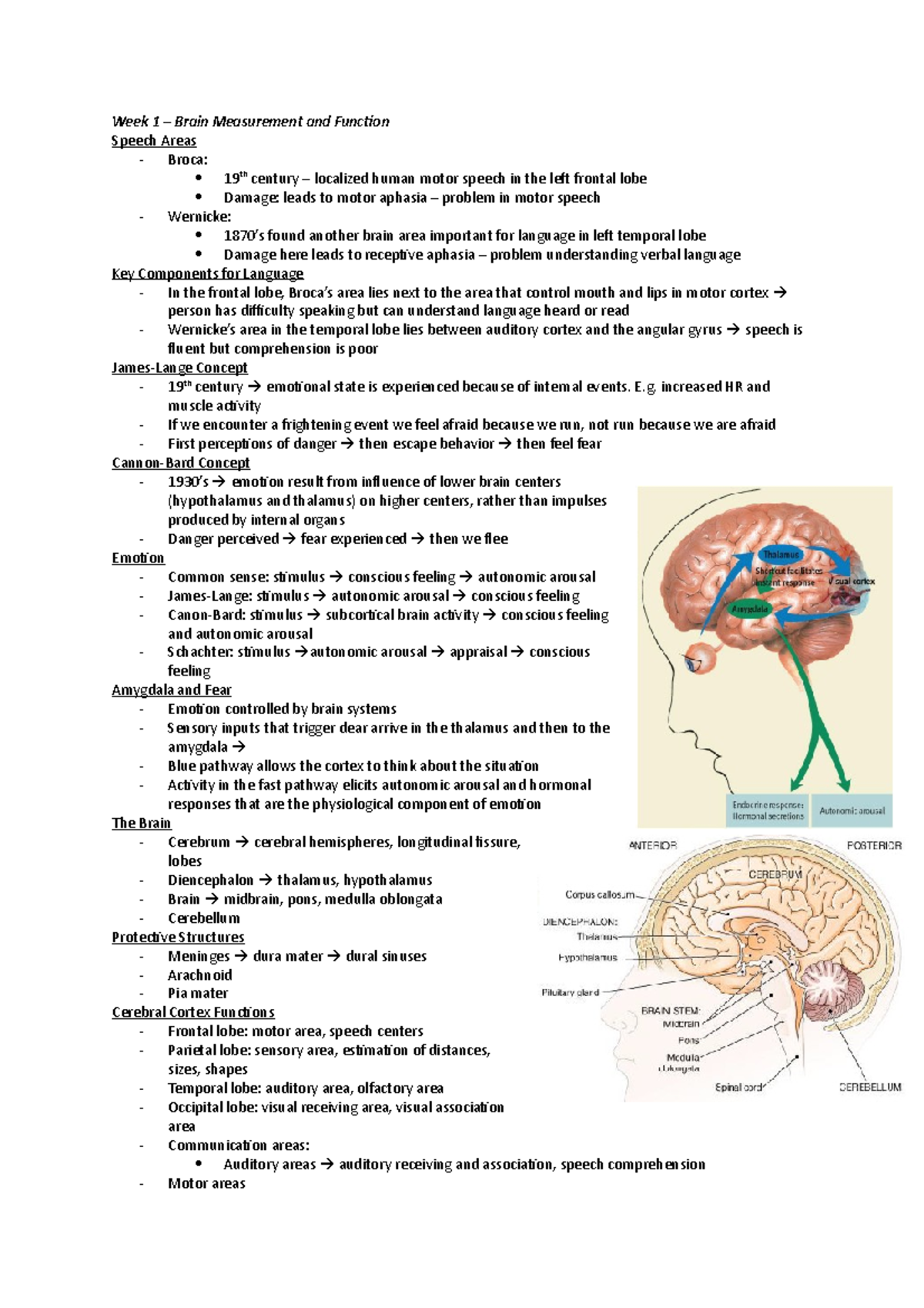 Week 1 – Brain Measurement and Function - Week 1 Brain Measurement and ...