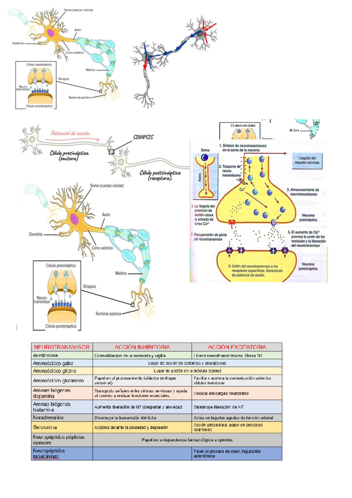 Paris 1209 - Soma (cuerpo celular) Axón Dendrita Cono axónico Célula ...