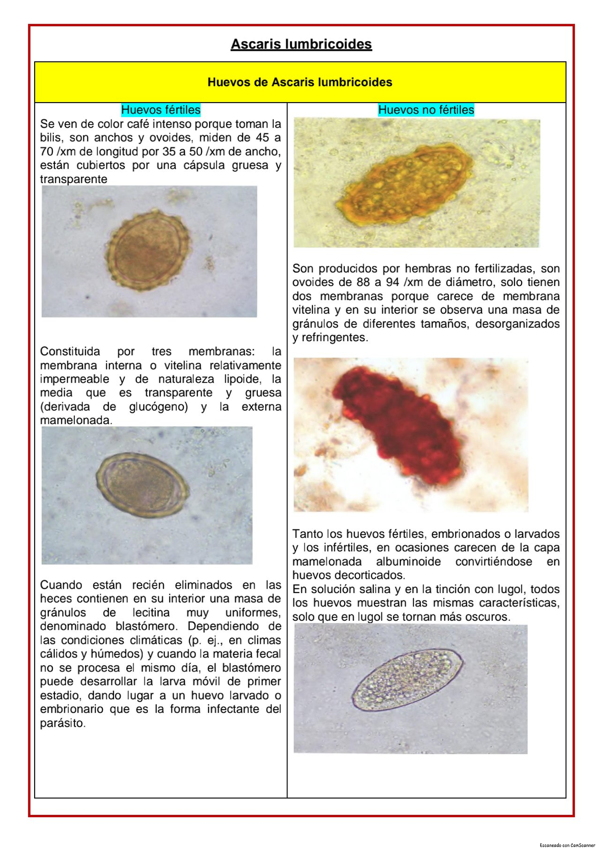 Album de Helmintos - Microbiología y Parasitología - Studocu