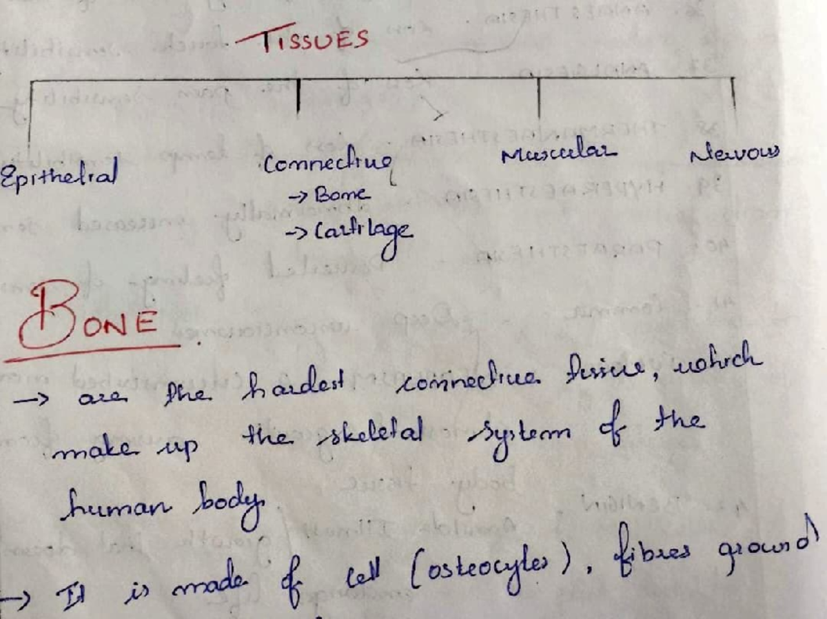 Bone anatomy - lecture notes - ssvES 8pithelra T Comnecuo Musclau Newow ...