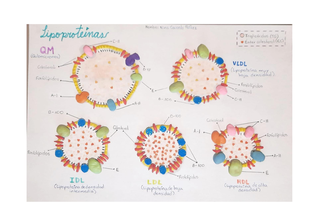 Lipoproteínas resumen y gráfico - Bioquimica - Studocu