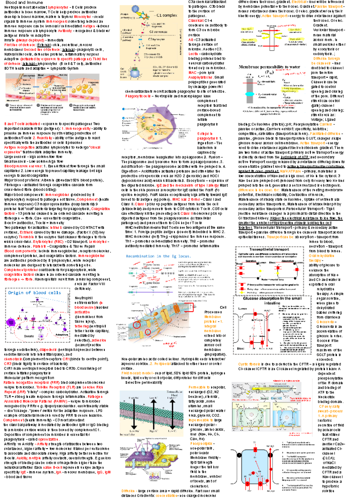 B Iosci 107 - Final - cheat sheet - Blood and Immune Neutrophils most ...