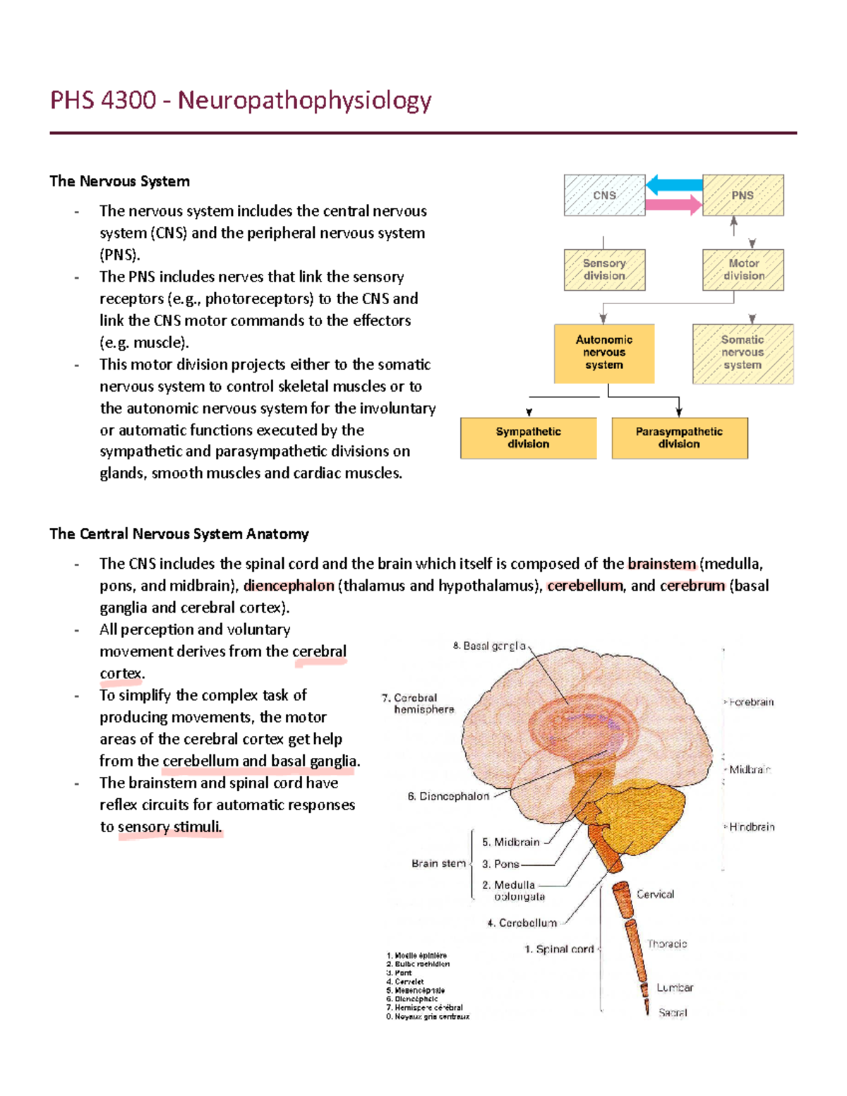 PHS 4300 - Neuro - PHS 4300 - Neuropathophysiology The Nervous System ...