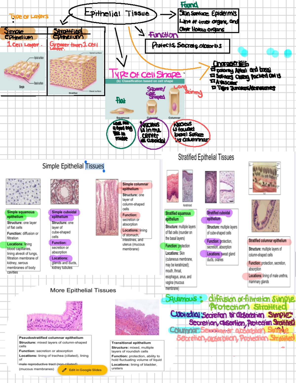 Untitled Notebook - Study guide - : Found Type of Layers Epithelial ...