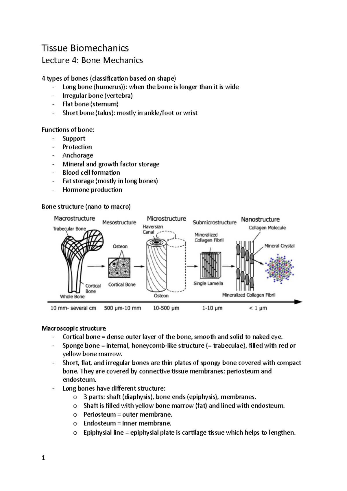 Lecture notes Tissue Biomechanics - Tissue Biomechanics Lecture 4: Bone ...