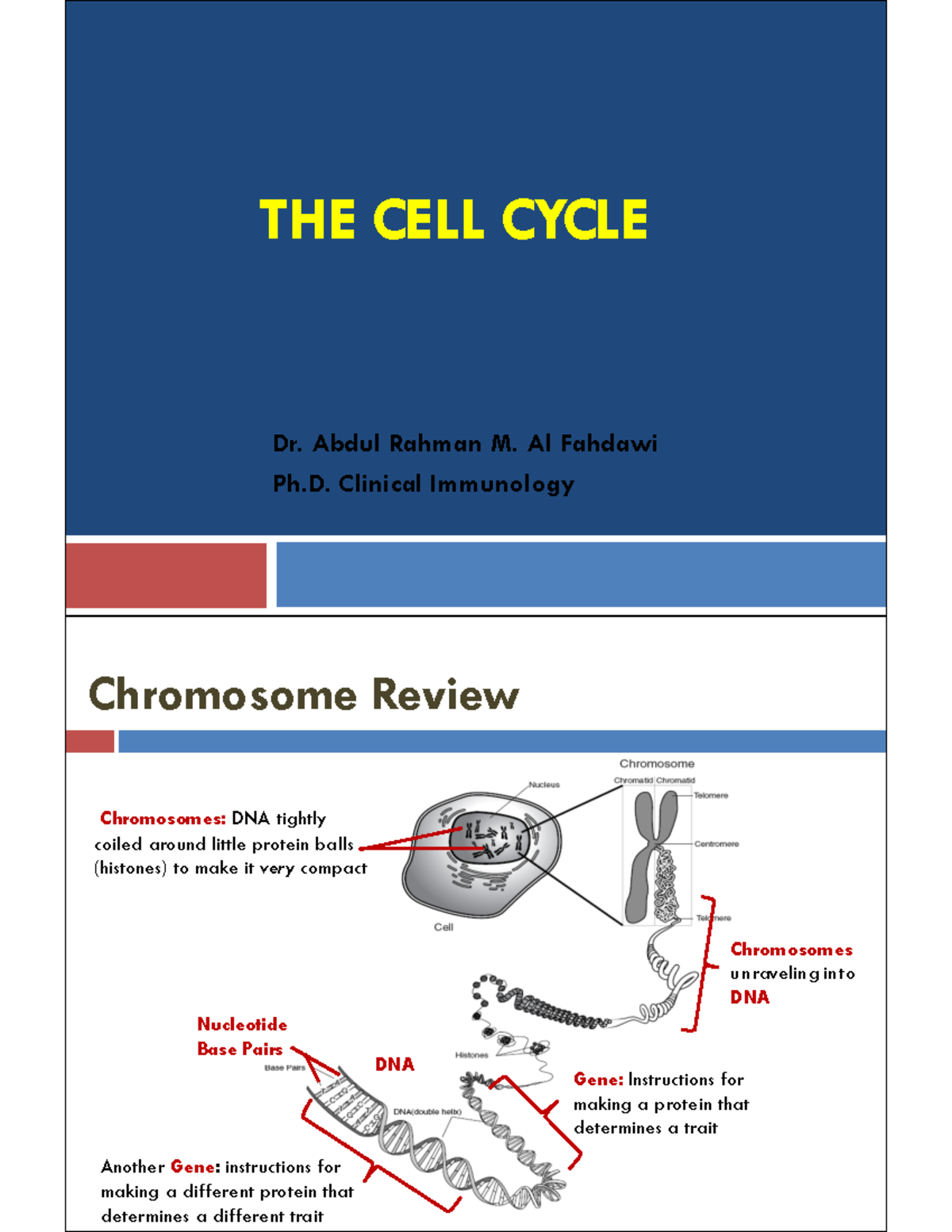 THE CELL Cycle - THE CELL CYCLE Dr. Abdul Rahman M. Al Fahdawi Ph ...