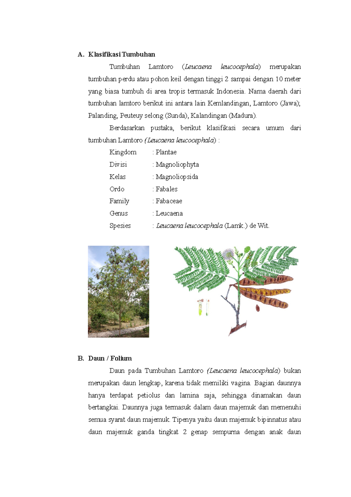 Tumbuhan Lamtoro (Leucaena leucocephala) - A. Klasifikasi Tumbuhan ...