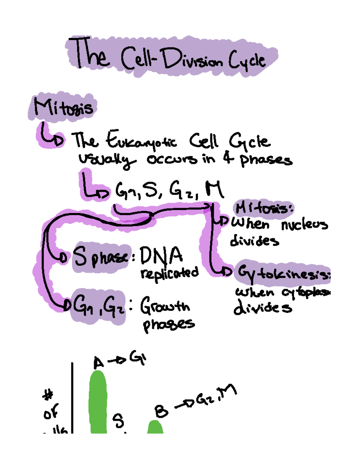 Chapter 18 study guide - DR. BRANDON CARPENTER - The Cell Division ...