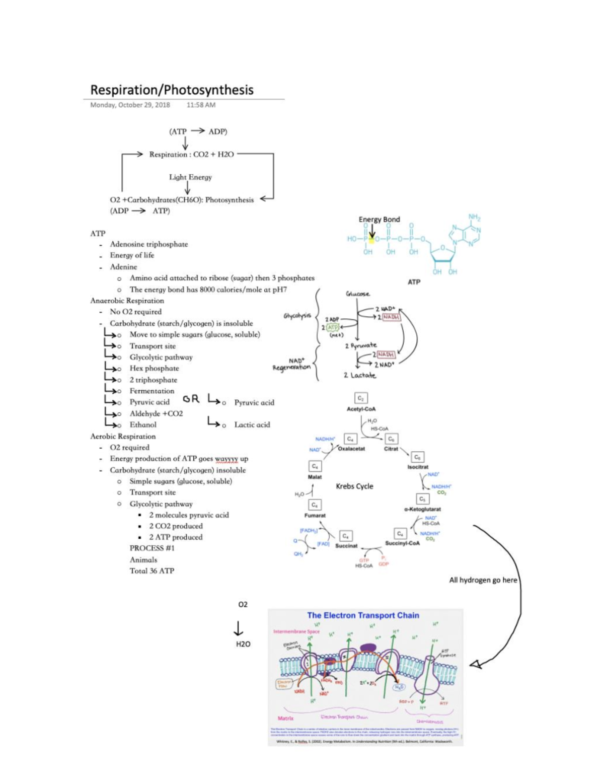 Respiration and Photosynthesis - BIO1506EL - Studocu