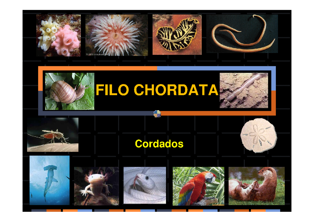88fb4d6d 446a a333 91fd facc3a4a148d - FILO CHORDATA Cordados Cordados ...