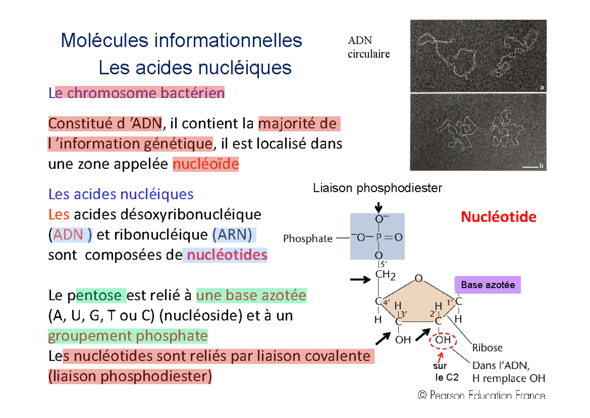 CM2-Sept20 - CM2 - ADN circulaire Les acides nucléiques Molécules ...