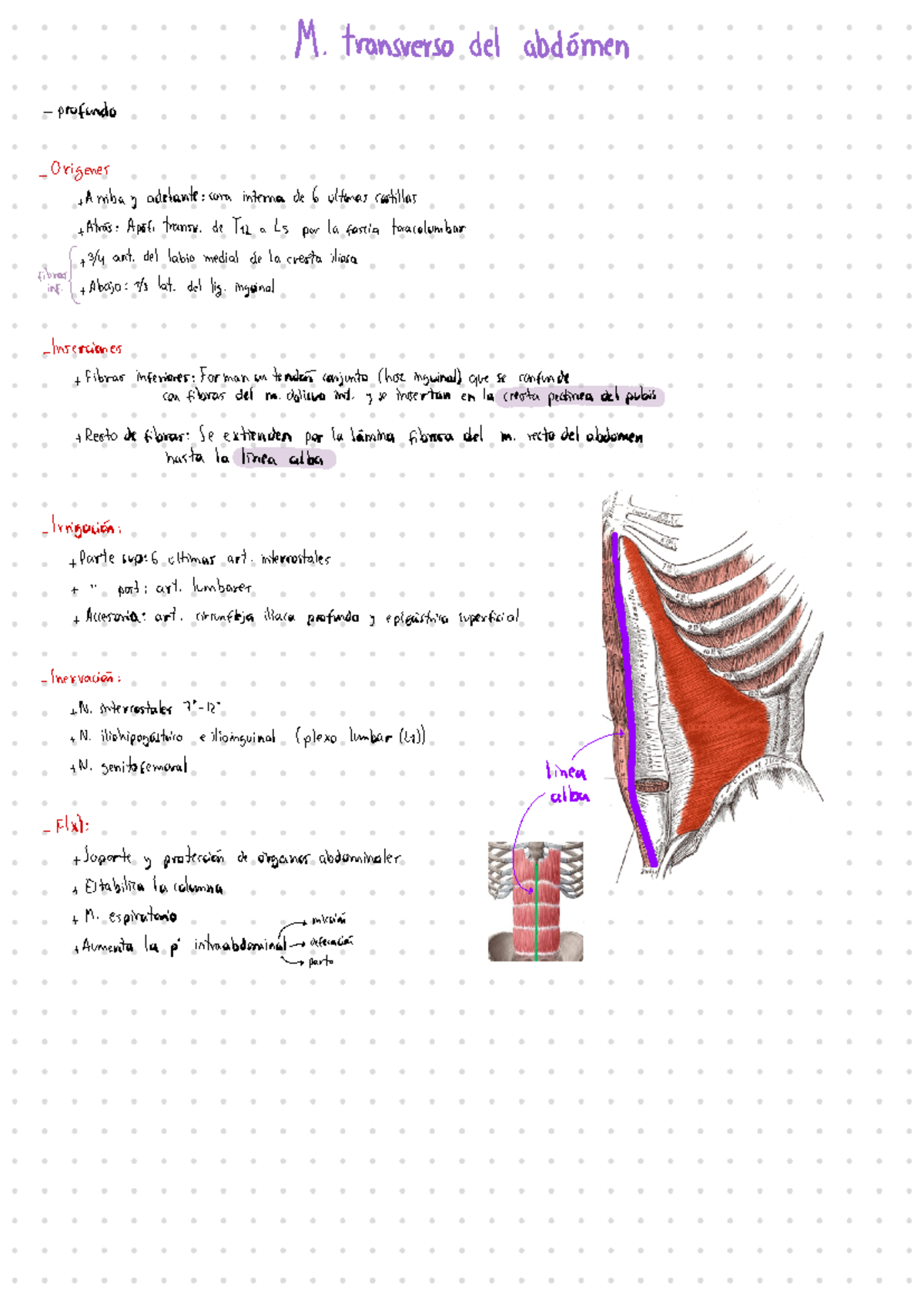Transverso del abdomen. Anatomi - Anatomía - Studocu
