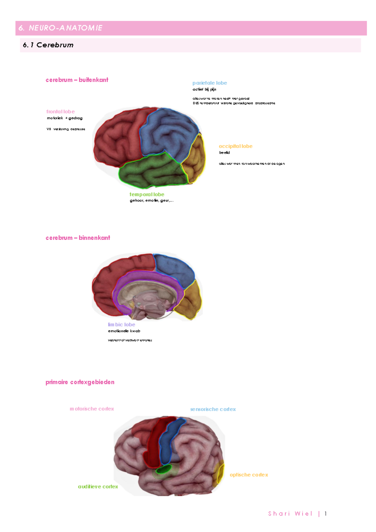 Neuro-anatomie - Summary Anatomie - motorische cortex sensorische ...