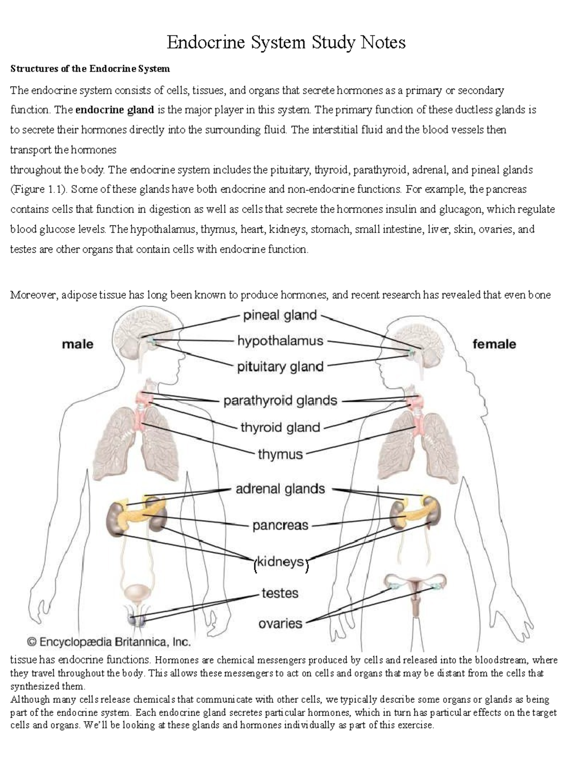 Endocrine System Study Notes and Study Questions - Endocrine System ...