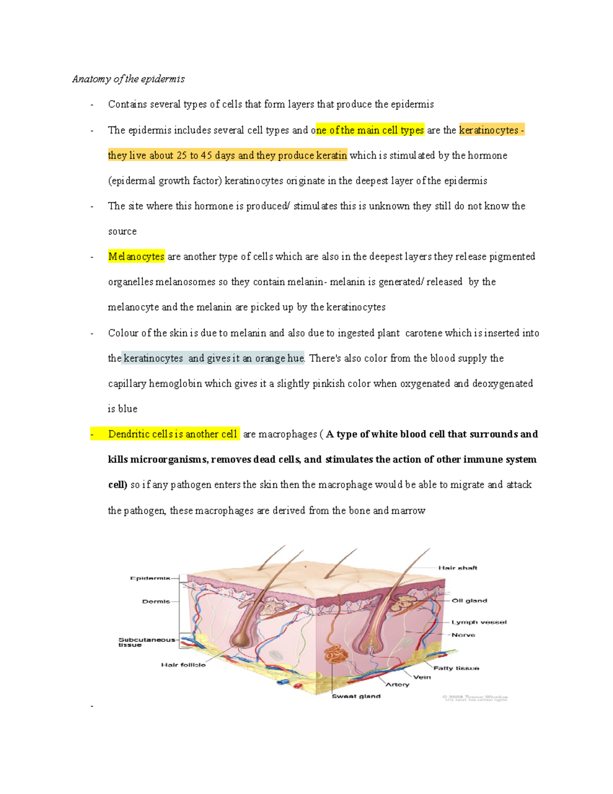 Anp 106 day 3 - lecture in class - Anatomy of the epidermis Contains several types of cells that ...