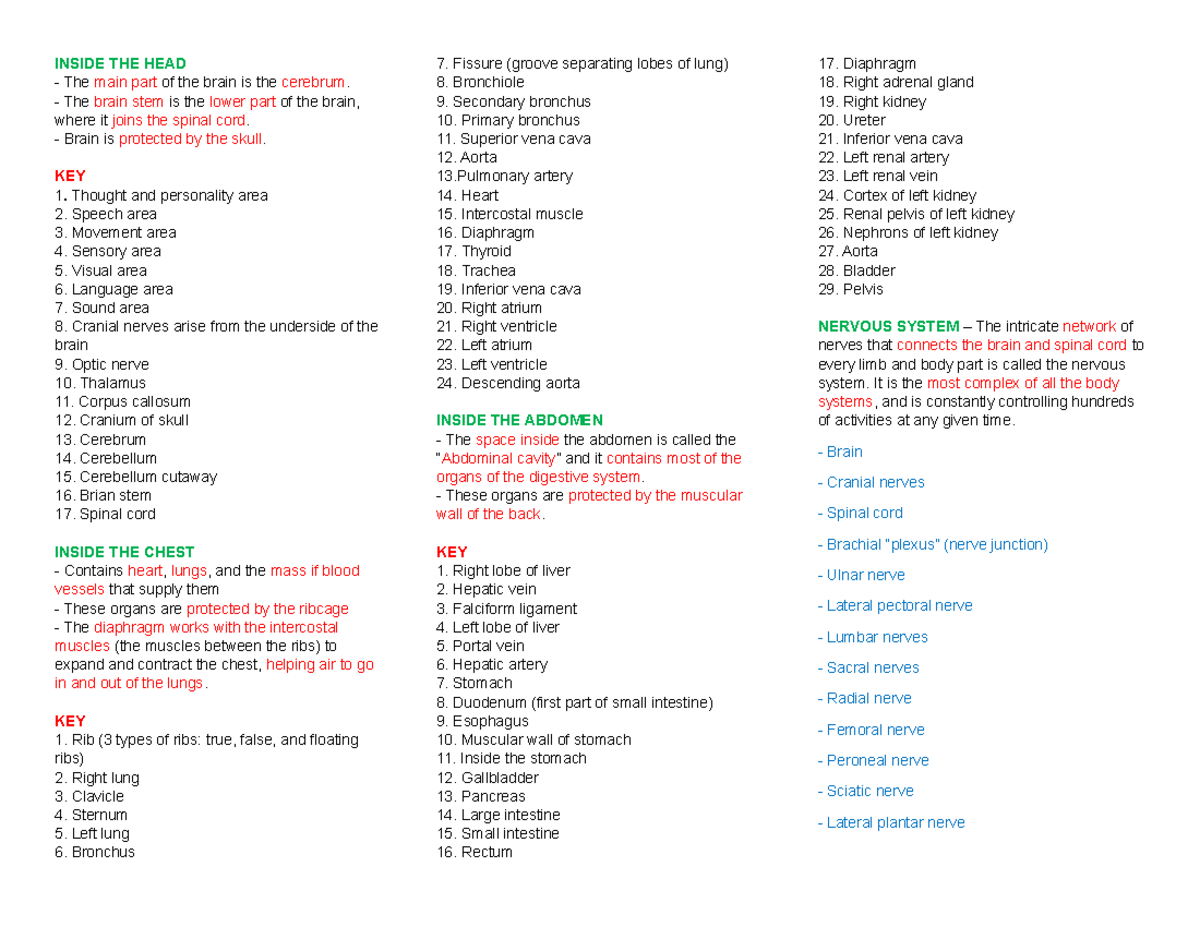 Ana Phy reviewer for midterms - INSIDE THE HEAD The main part of the ...