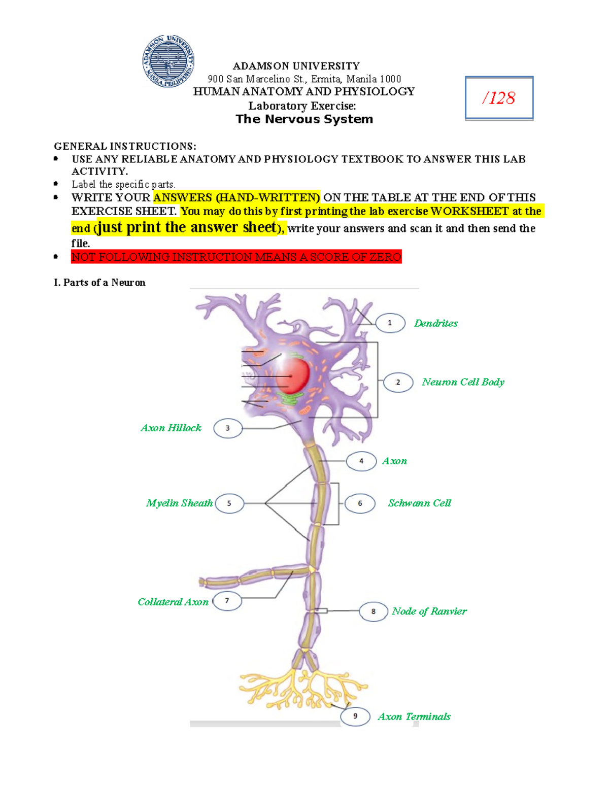 Lab Activity THe Nervous System - ADAMSON UNIVERSITY 900 San Marcelino ...