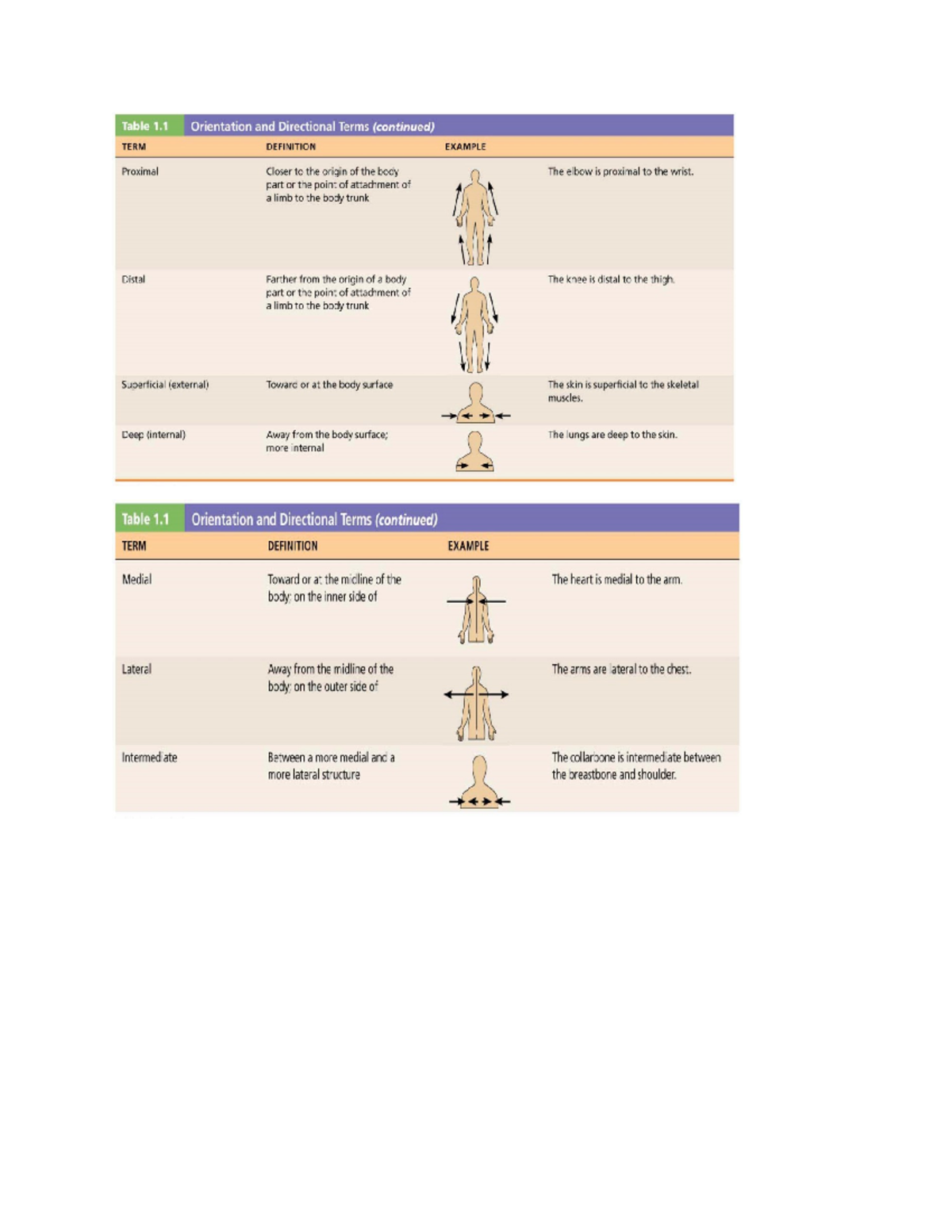 BMD EXAM 1 Study Guude - BMD 252 - Studocu
