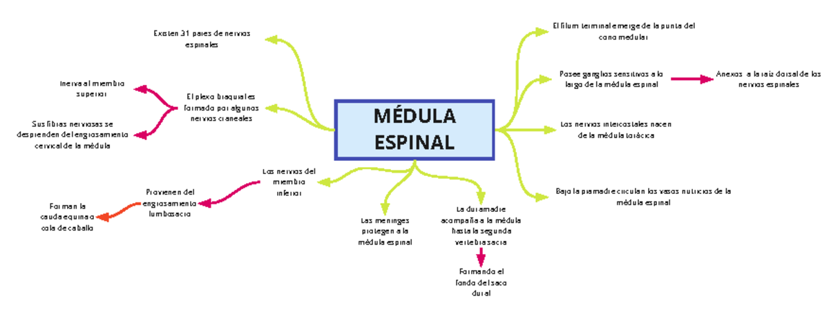 Médula Espinal - Mapa mental - MÉDULA ESPINAL Existen 31 pares de ...