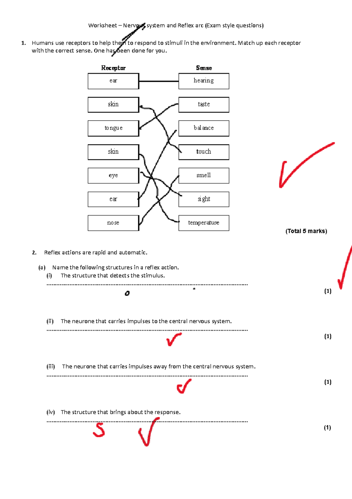 Revision Worksheet - Nervous System and Reflex arc copy - Worksheet ...