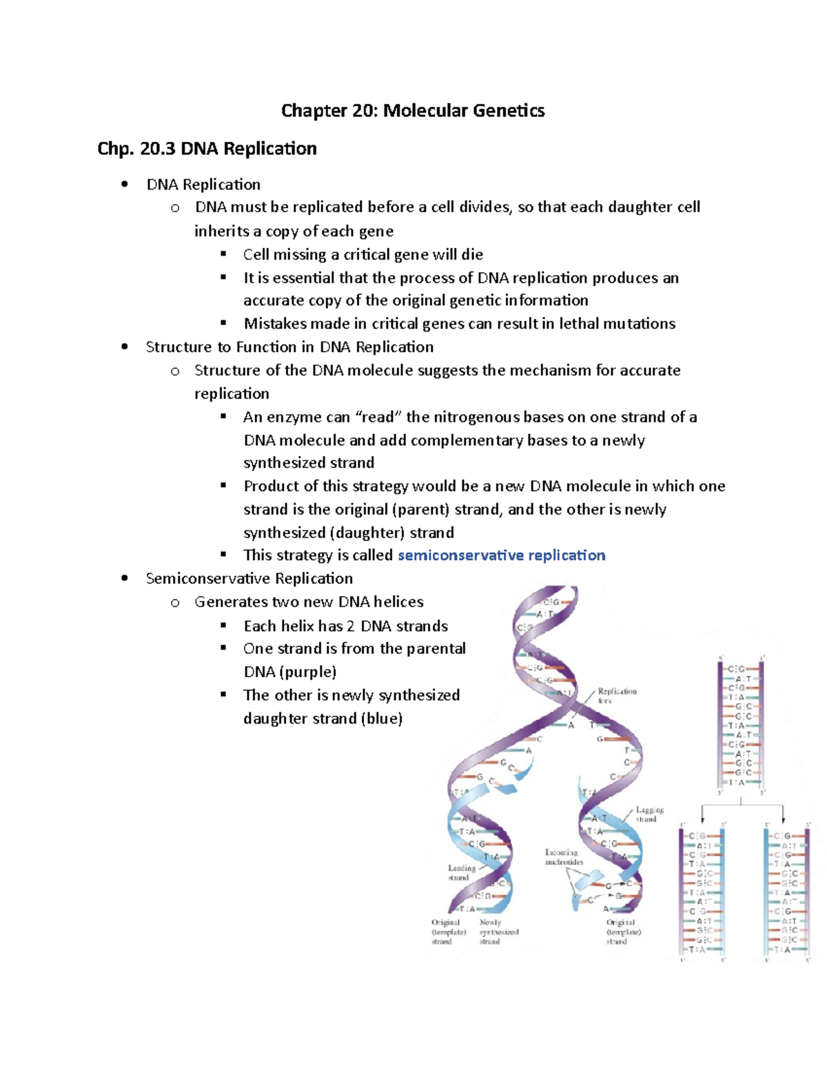 Chapter 20.3 DNA Replication - Chapter 20: Molecular Genetics Chp. 20 DNA Replication DNA - Studocu