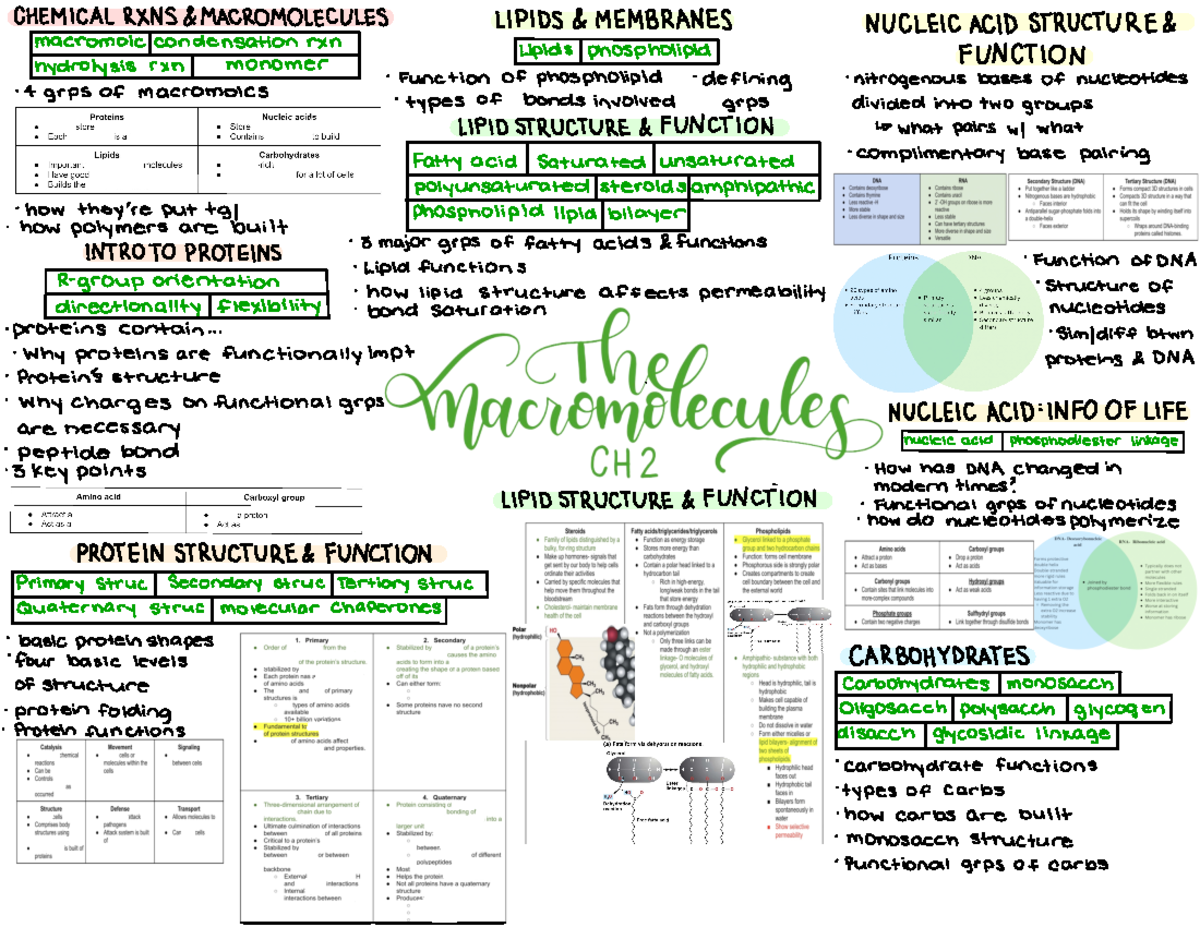 Macromolecules SG (BIOL 110) - CHEMICAL RINS & MACROMOLECULES LIPIDS ...