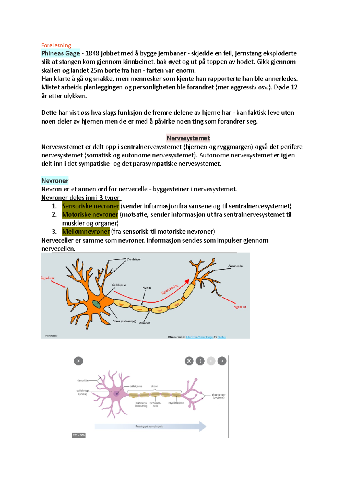 Hjernen kapittel 4 - Notater fra forelsning - BPY03 - Kristiania - Studocu