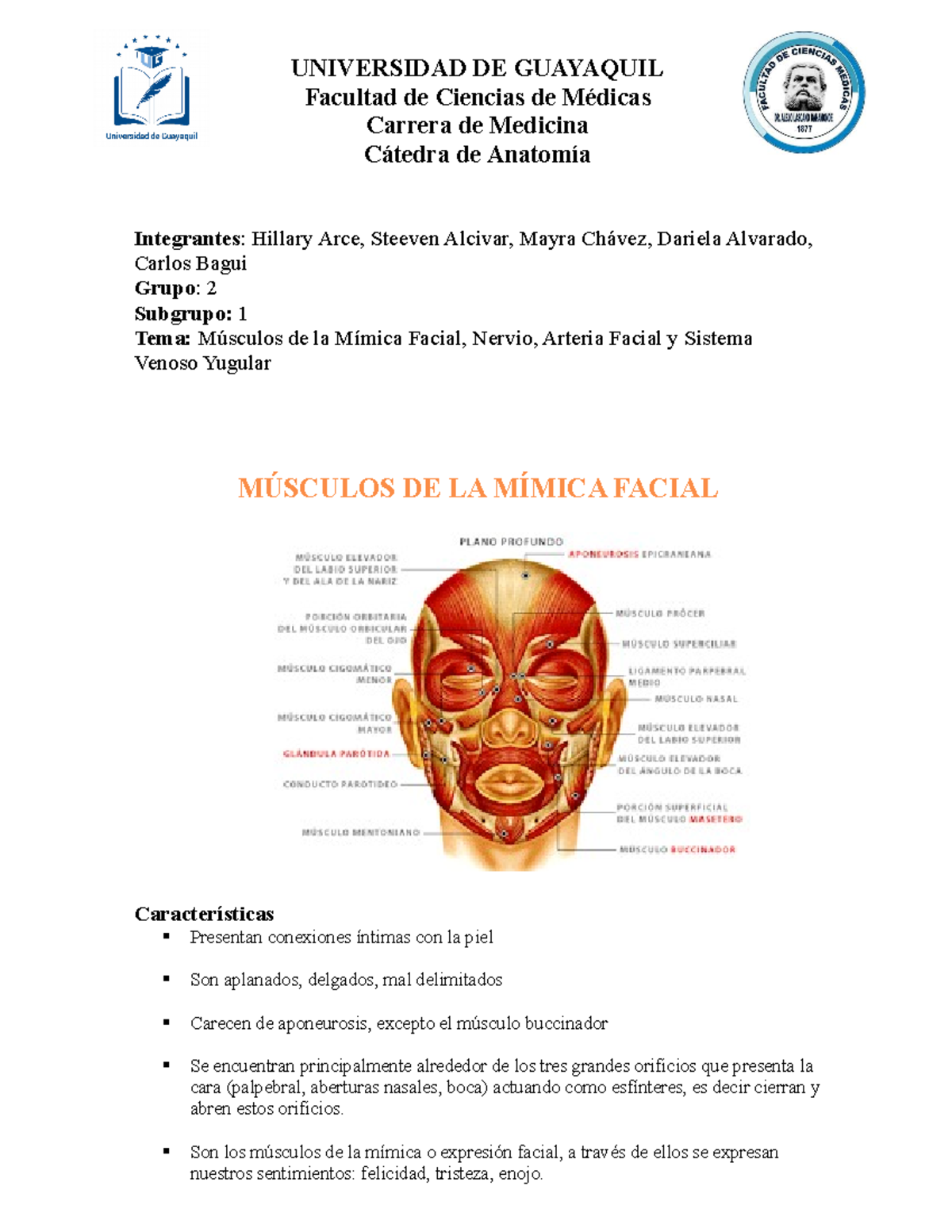 Músculos de la mímica facial, Nervio, Arteria facial. Sistema Venoso Yugular - Facultad de - Studocu