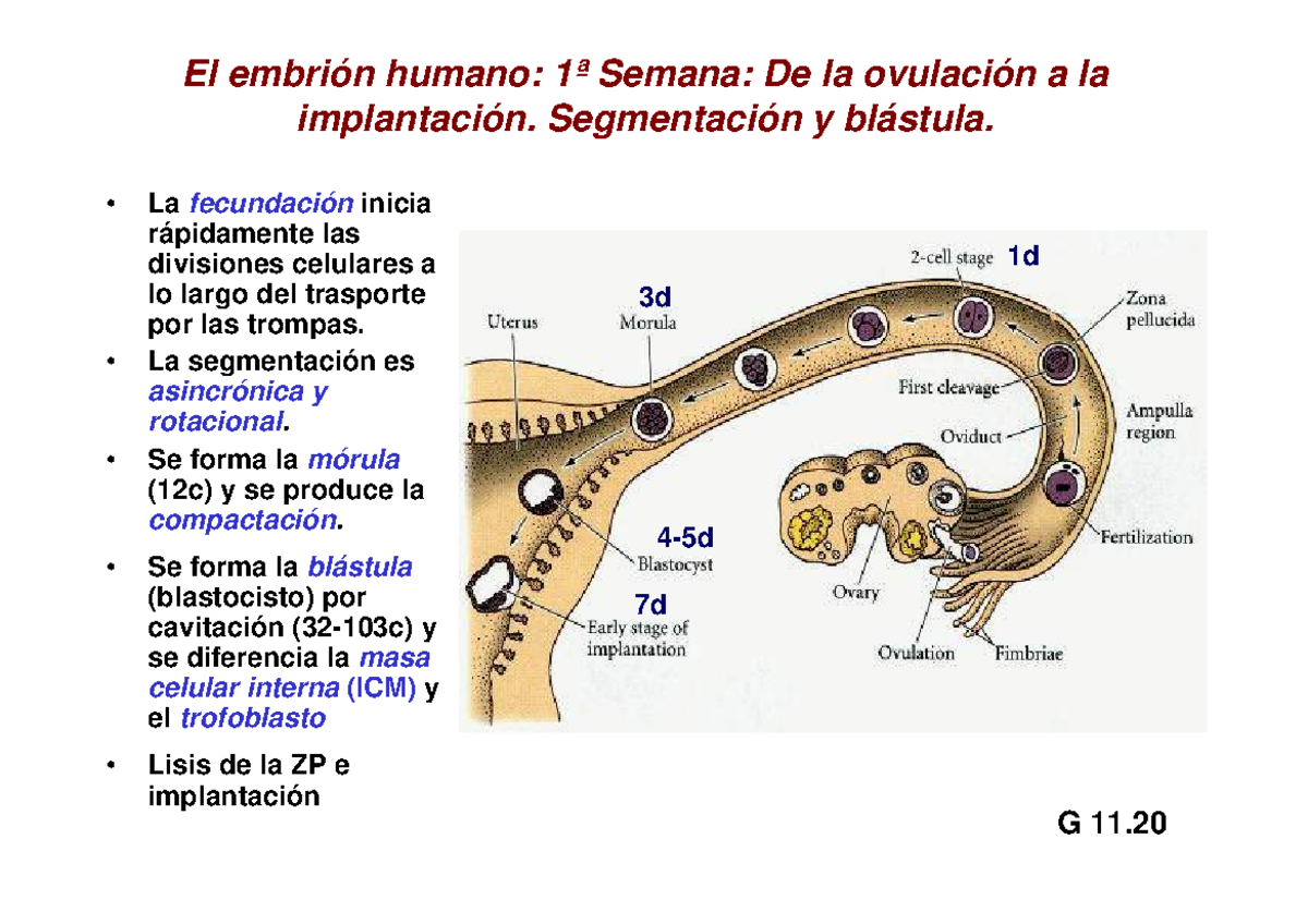 Tema 4 - del Cigoto a la Gástrula - El embrión humano: 1ª Semana: De la ...