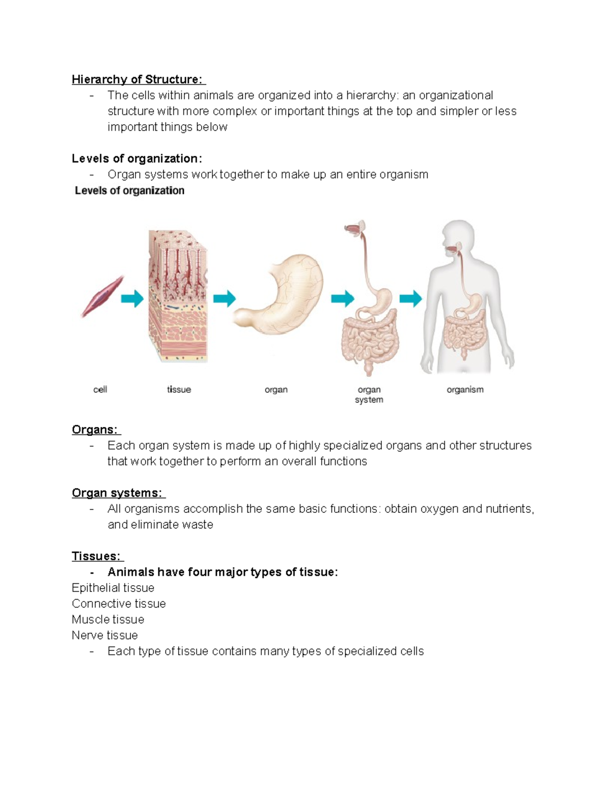 3.1 Hierarchy of Structure - Hierarchy of Structure: - The cells within ...